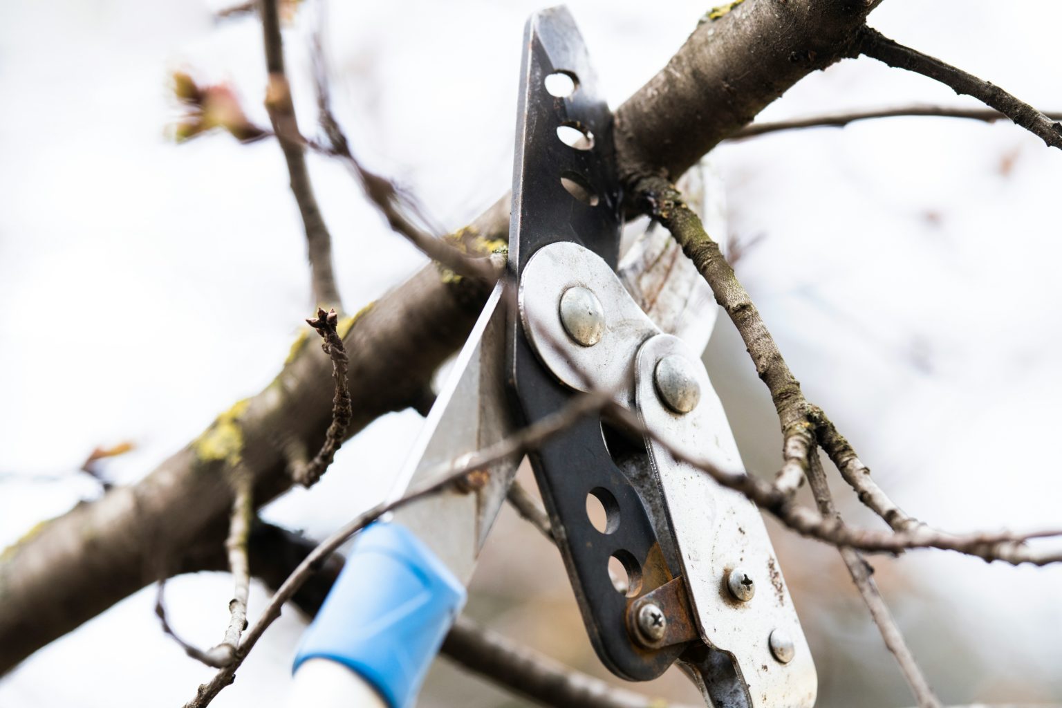 What Does a Tree Surgeon Do and When to Hire?
