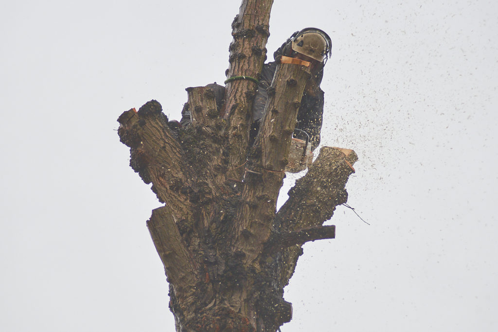 What Does a Tree Surgeon Do and When to Hire?