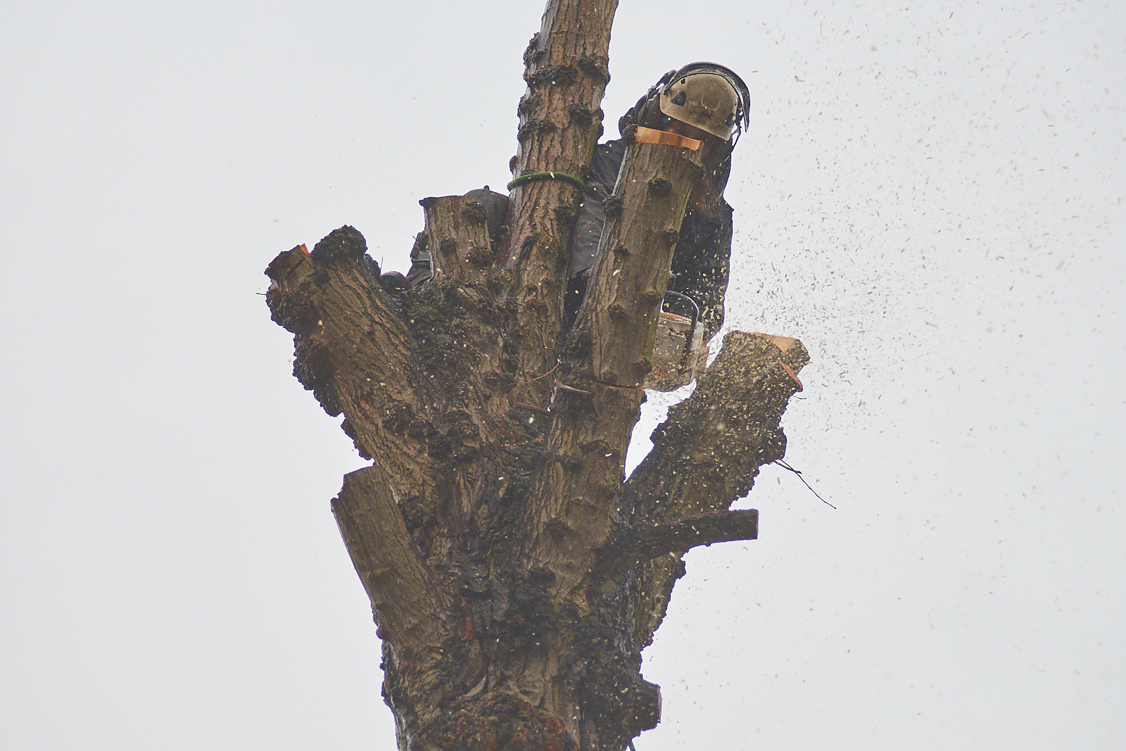 What Does a Tree Surgeon Do and When to Hire?