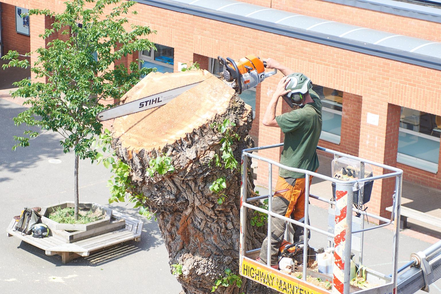 What Does a Tree Surgeon Do and When to Hire?