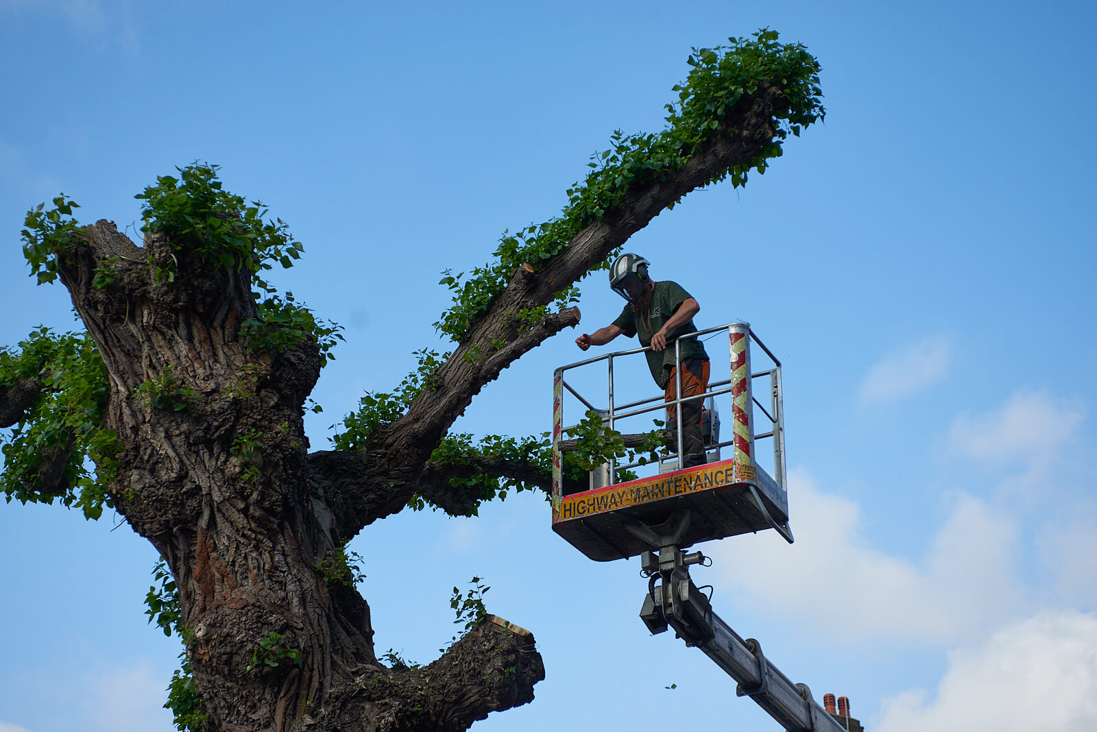 Tree Surveys in London | Expert Arboricultural Consultants