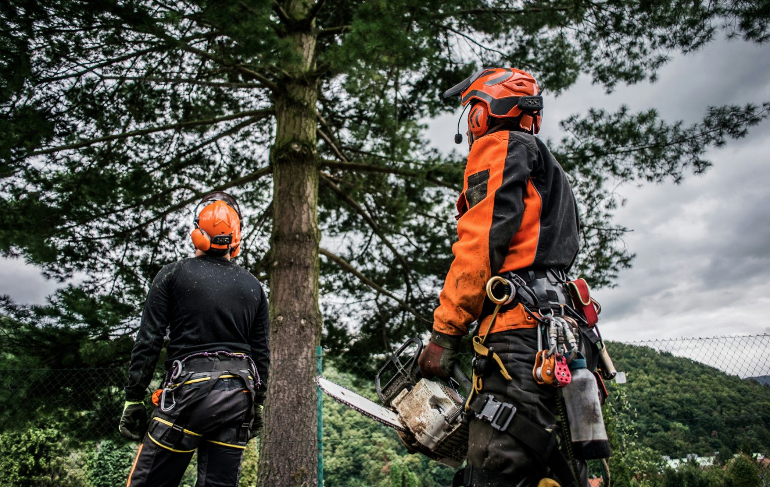 How To Cut Down A Tree Safely - An Expert Tree Surgeon Guide