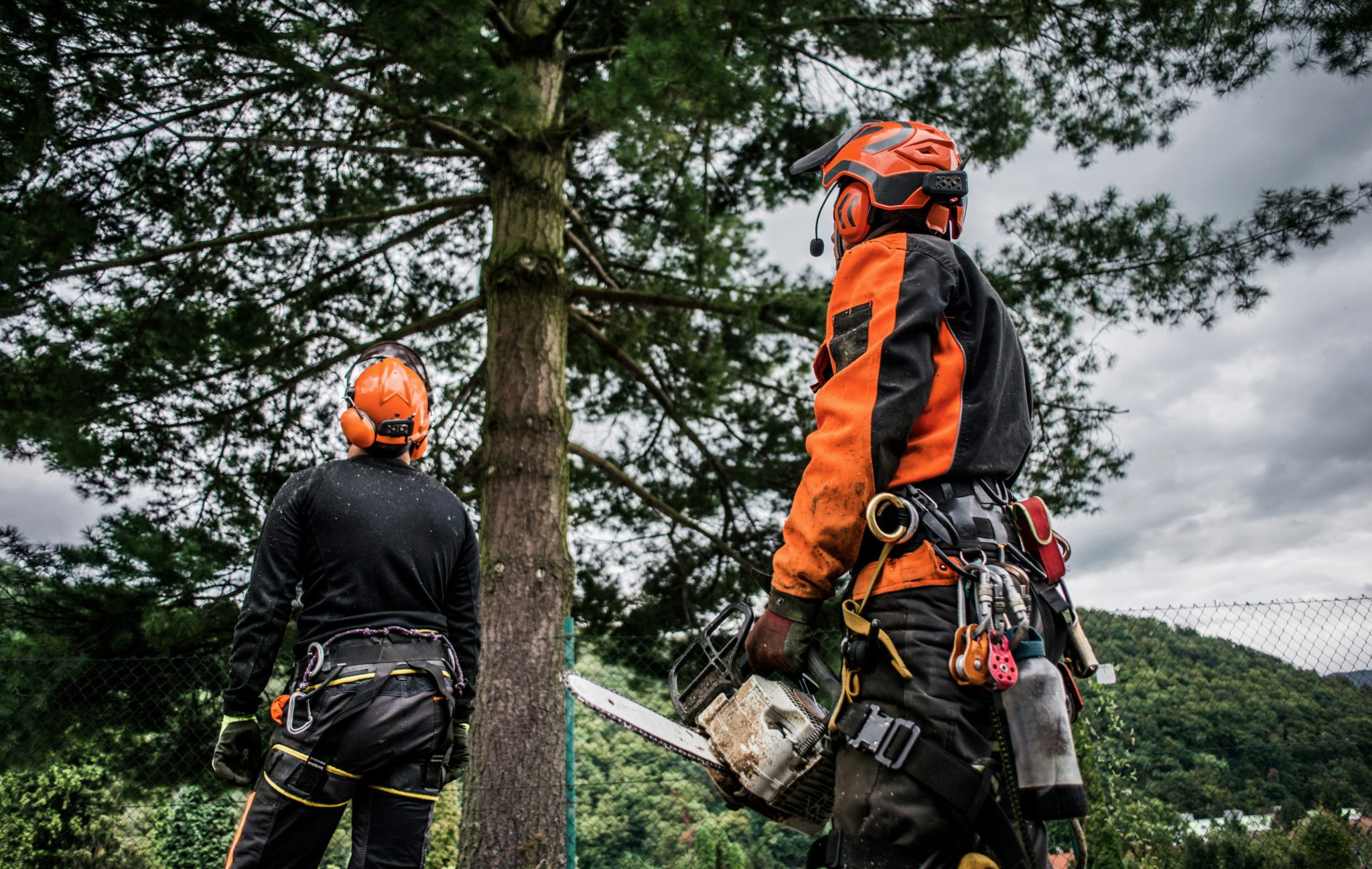 How To Cut Down A Tree Safely - An Expert Tree Surgeon Guide
