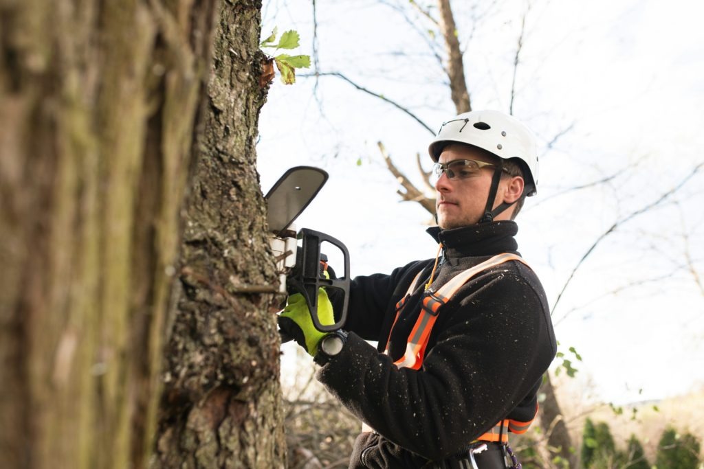 How To Cut Down A Tree Safely - An Expert Tree Surgeon Guide